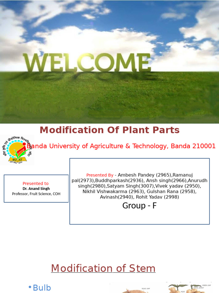 Plant Stem Modifications Guide | PDF