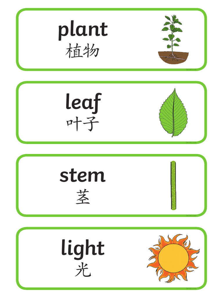 Plant Vocab | PDF