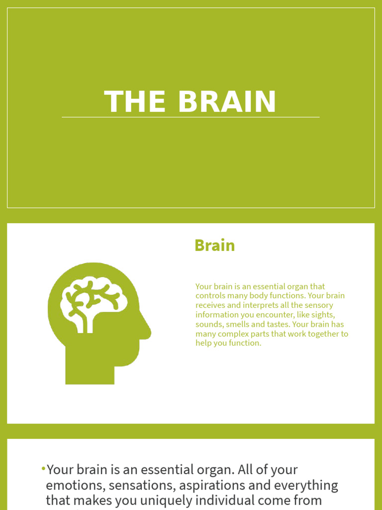 The Brain | PDF | Brain | Cerebrum