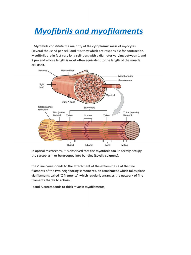 Anatomy Muscle | PDF