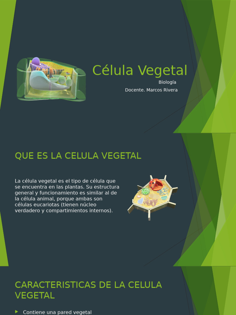 Presentacion Celula Vegetal | PDF