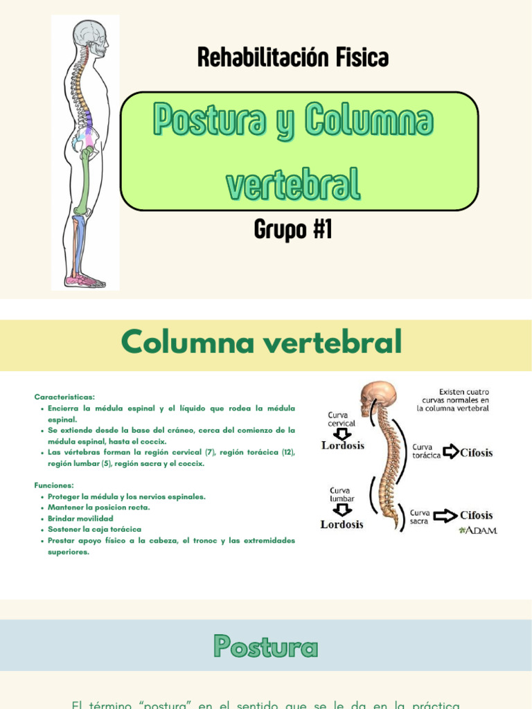 Postura y Columna Vertical | PDF | La columna vertebral | Médula espinal