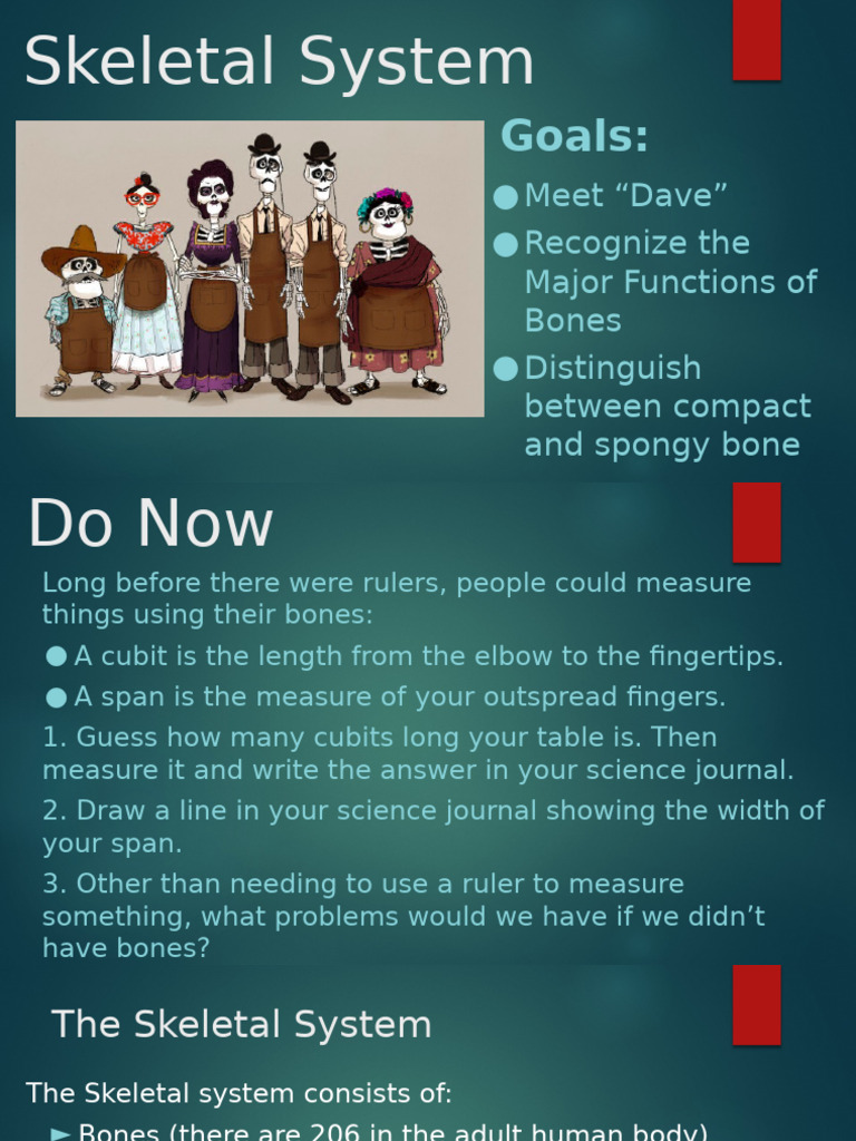Skeletal System: Goals | PDF | Bone | Skeleton