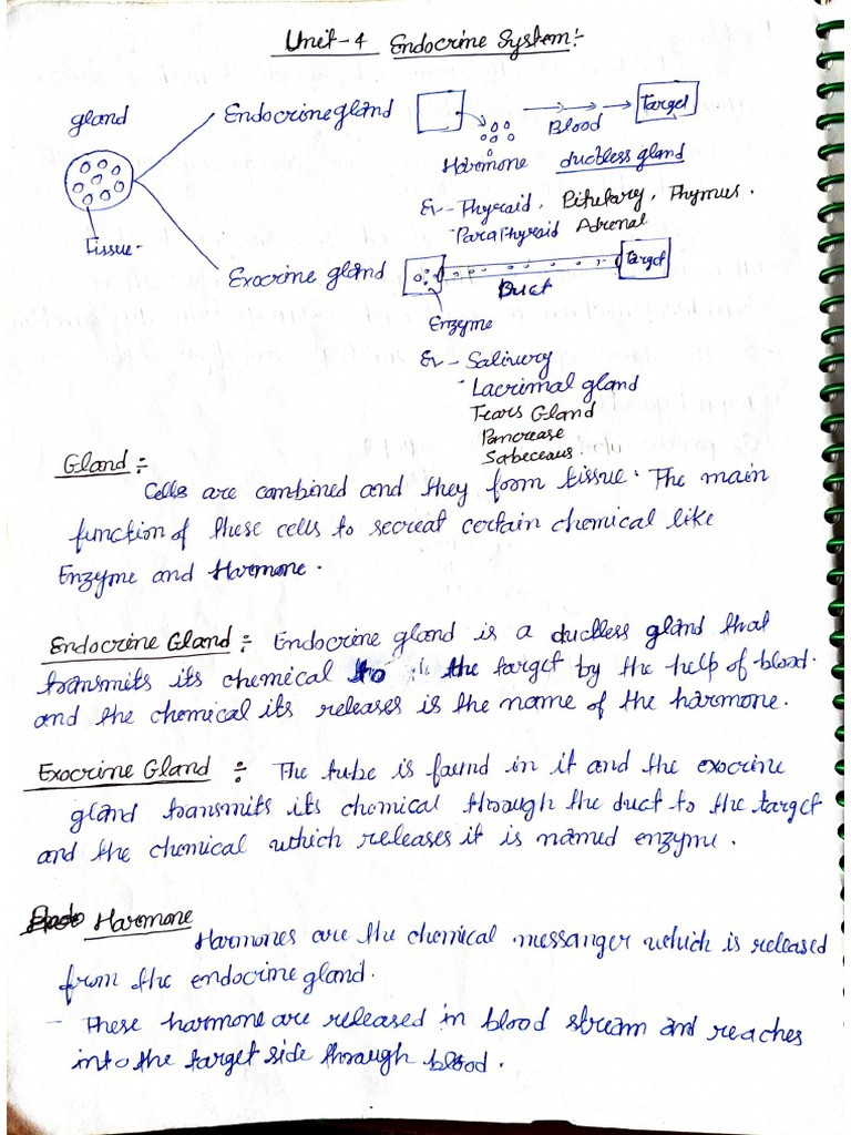 Unit 4 Endocrine System hap 2 | PDF