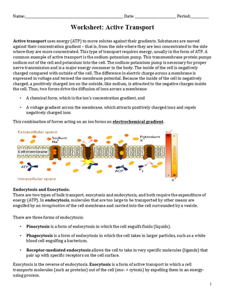 Active Transport Worksheet | PDF | Cell Biology | Biophysics