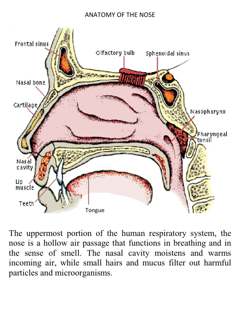 Anatomy of The Nose | PDF | Mucus | Respiratory System