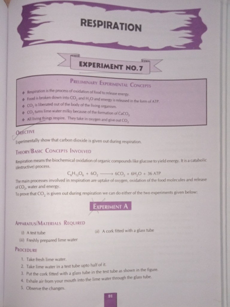 Experiment 7 | PDF | Cellular Respiration | Carbon Dioxide