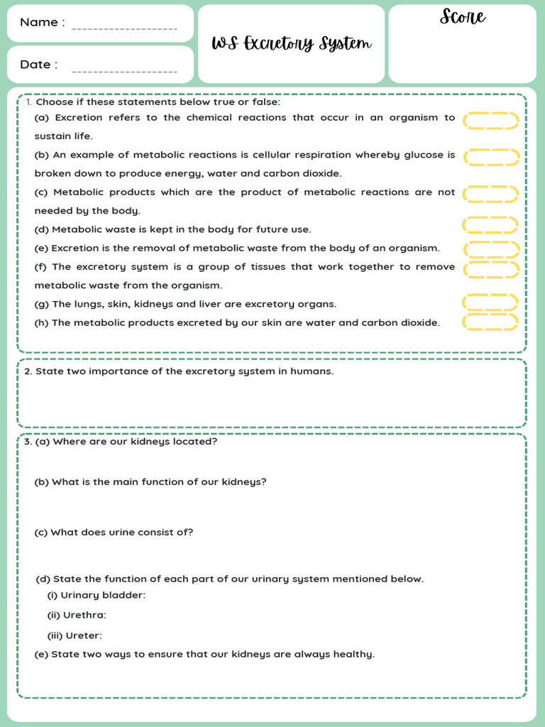 WS Excretory System | PDF