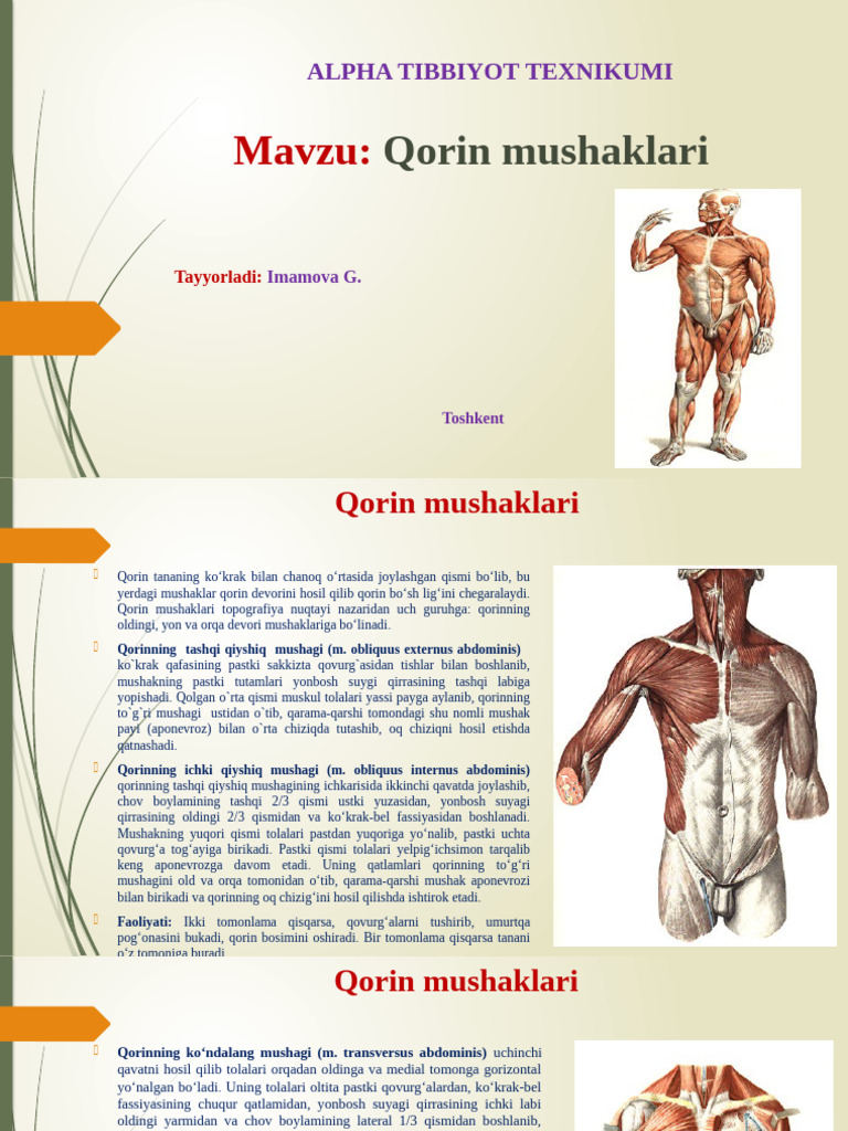 21-Mavzu Qorin Mushaklari | PDF