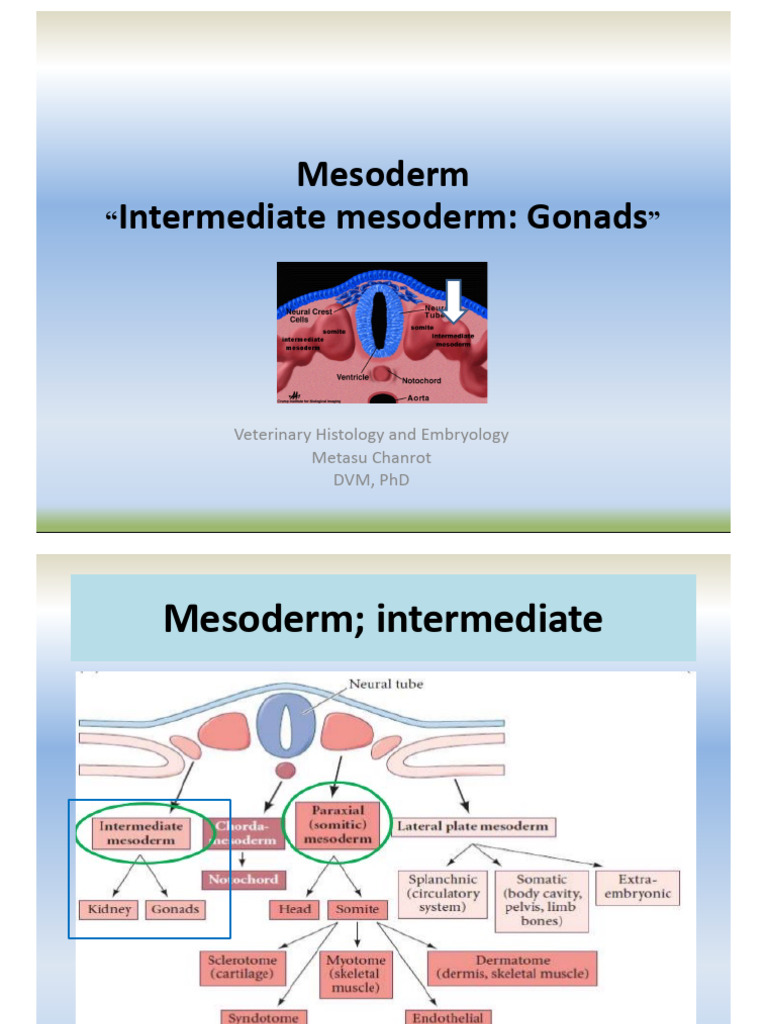 5 Intermediate mesoderm (80) | PDF | Ovary | Genitourinary System