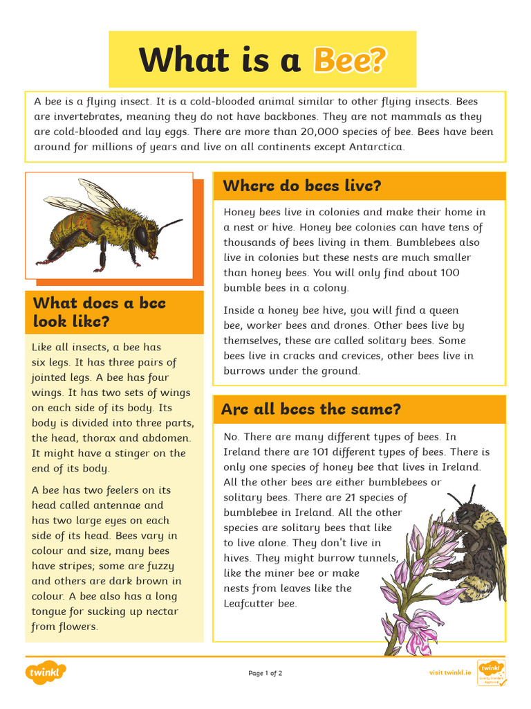 roi-oe-1679695914-what-is-a-bee-fact-file_ver_1 | PDF | Bees | Pollination