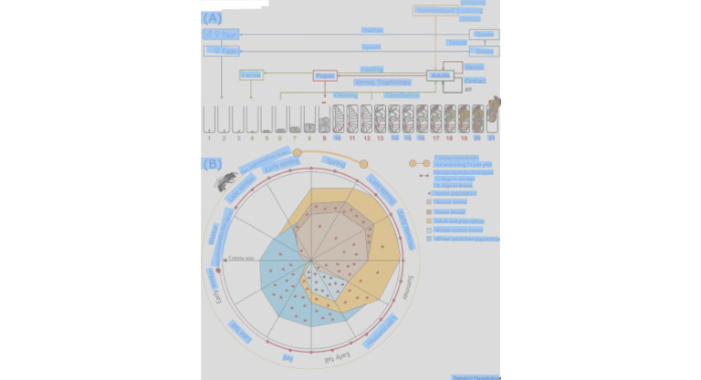 Cycle de vie abeilles et varroa | PDF | Insects | Bees