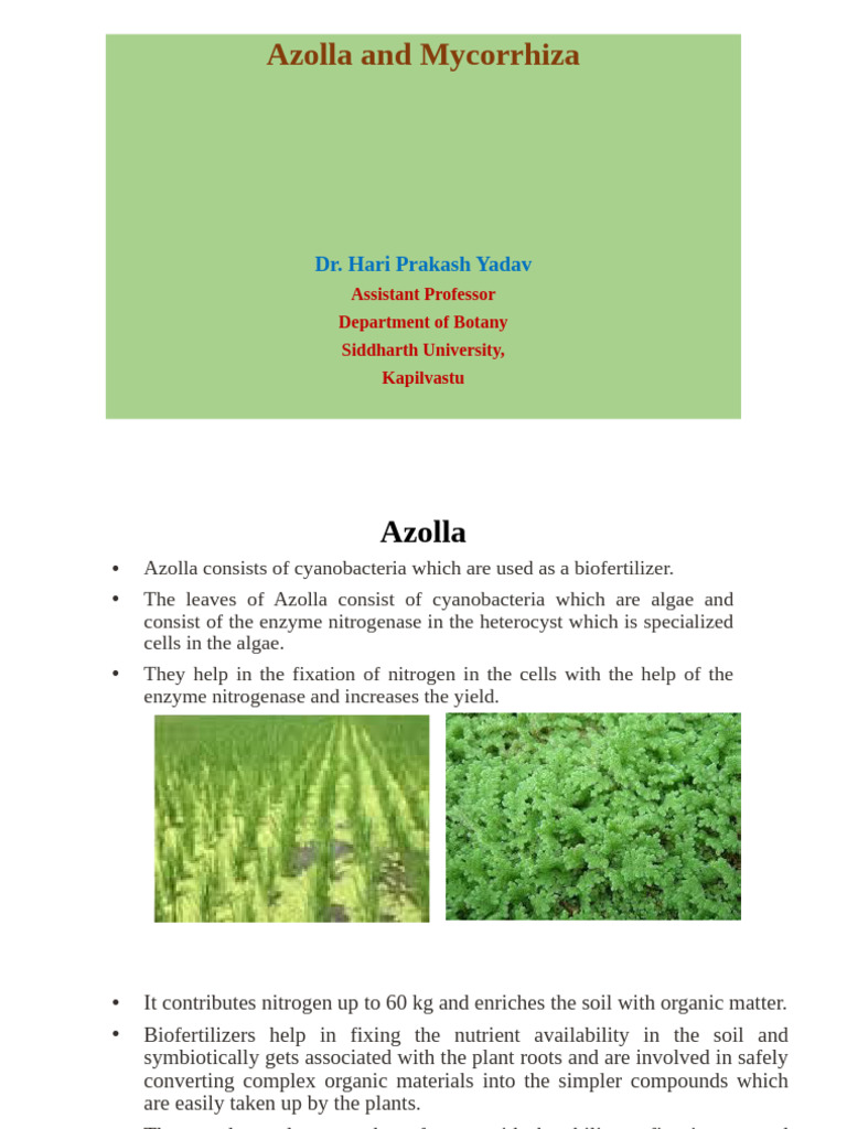 Azolla and Mycorrhiza | PDF | Soil | Fertilizer