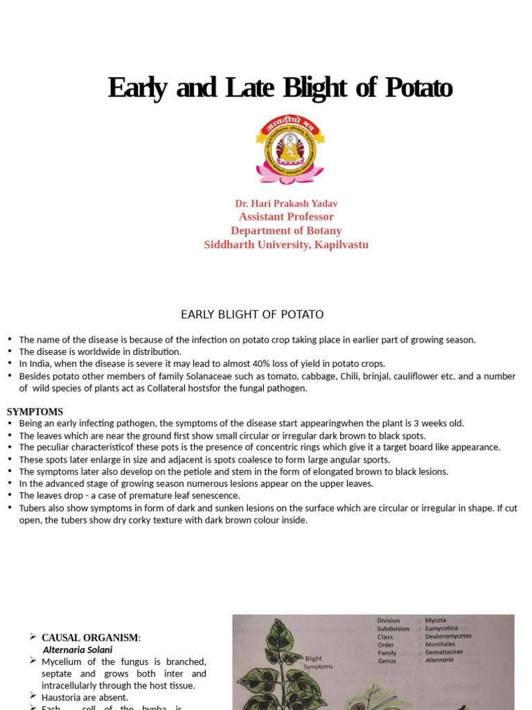 Early and Late Blight of Potato Overview | PDF | Mycology | Branches Of ...