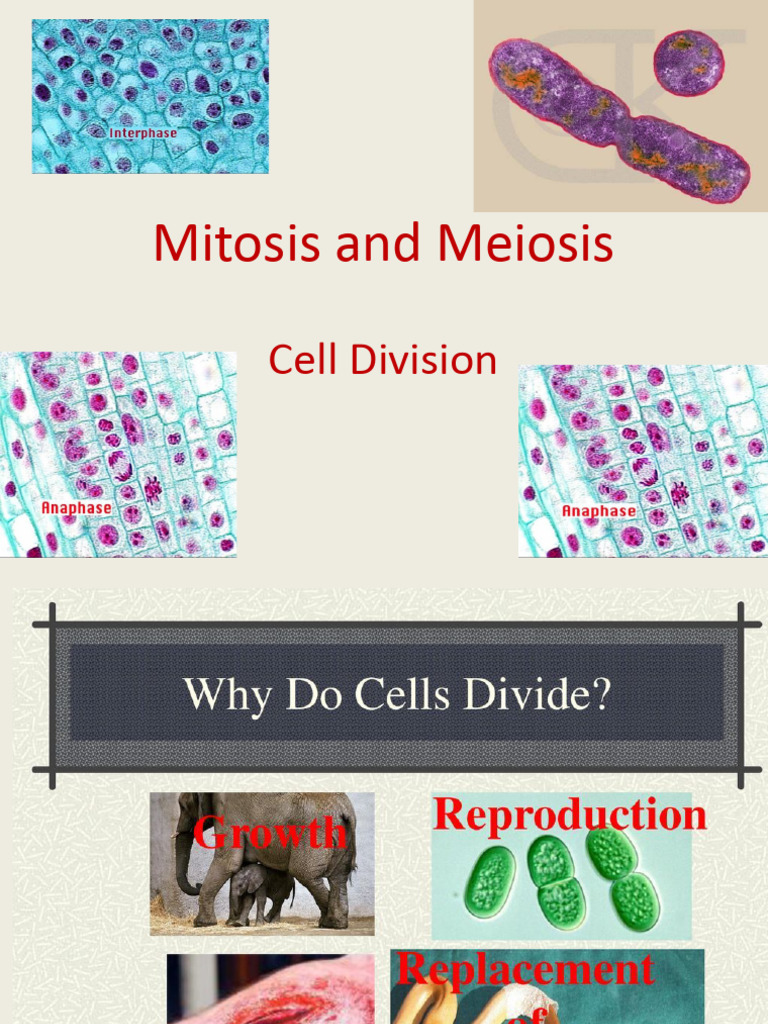 Cell Division: Mitosis & Meiosis | PDF | Meiosis | Mitosis