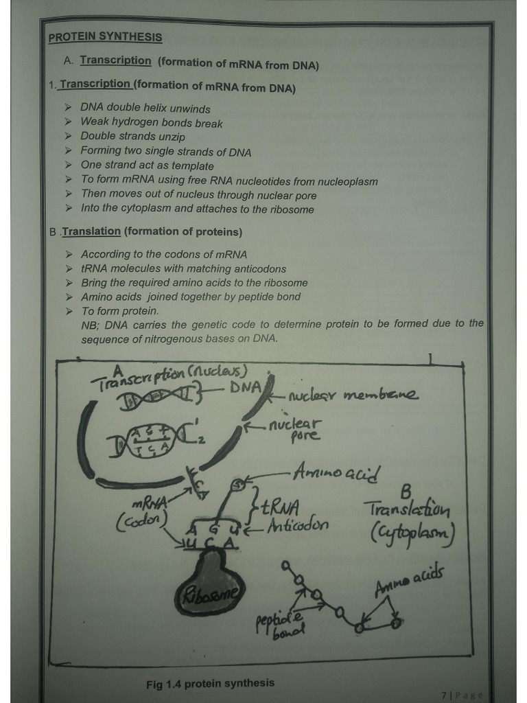Protein Synthesis | PDF