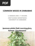 Shumba Murambwi - Totems - Co.zw | PDF | Zimbabwe