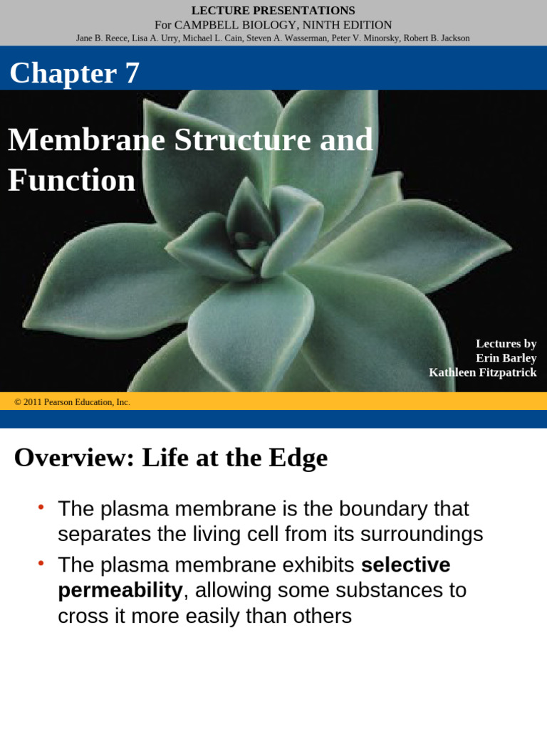 Membrane Structure and Function Overview | PDF | Cell Membrane | Cell ...