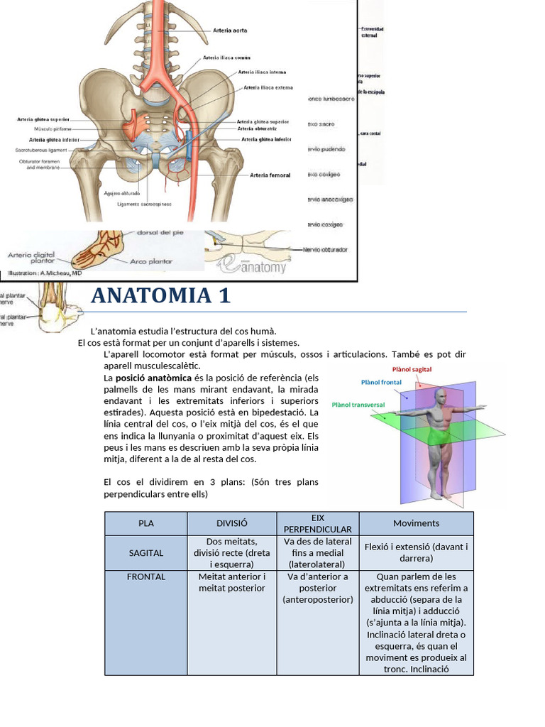 Anatomia 1 | PDF