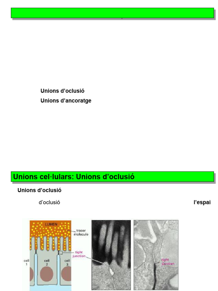 Tema 5.1 C - Unions I Adhesions | PDF