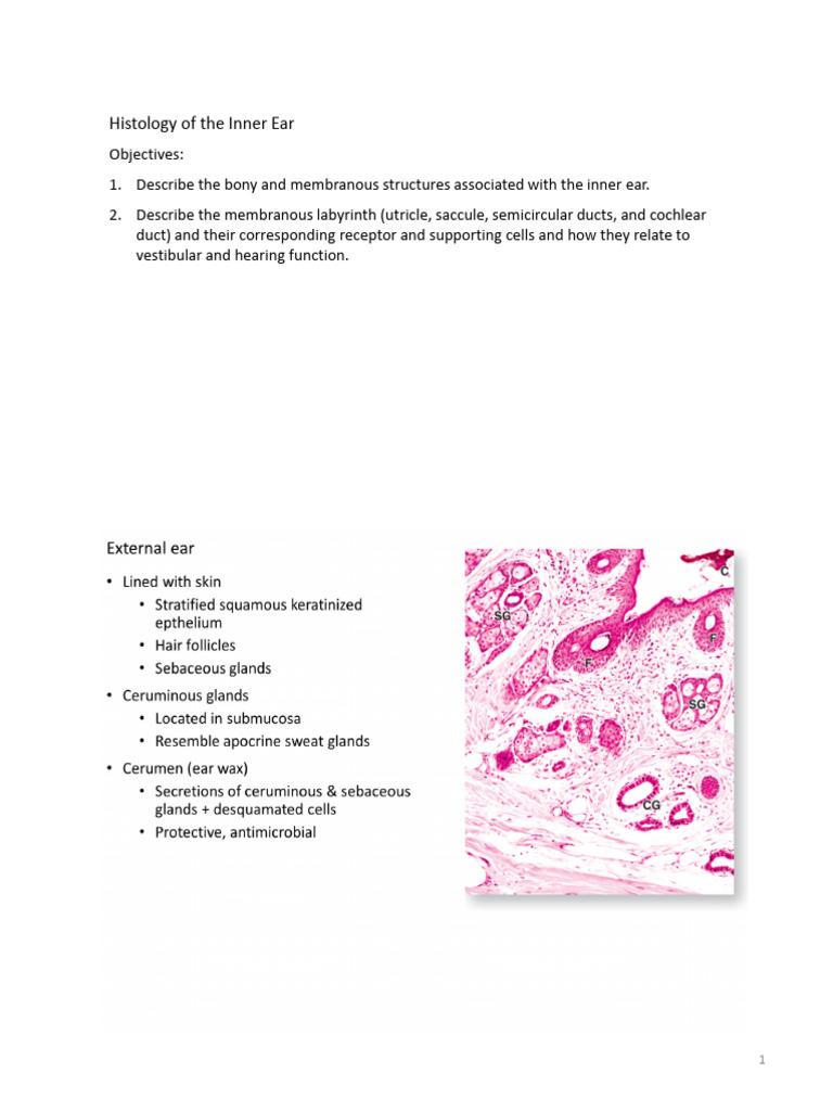 Ear Histology Handout | PDF
