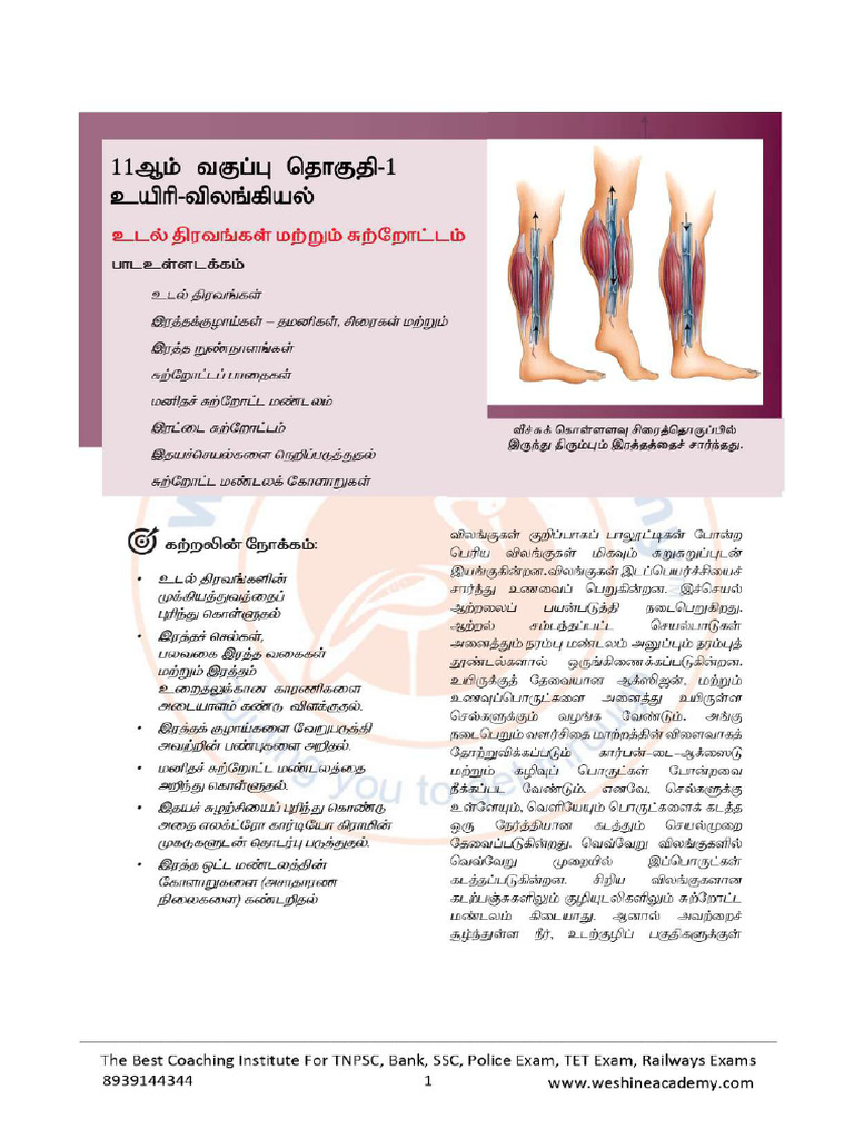 Blood Circulation - TM | PDF