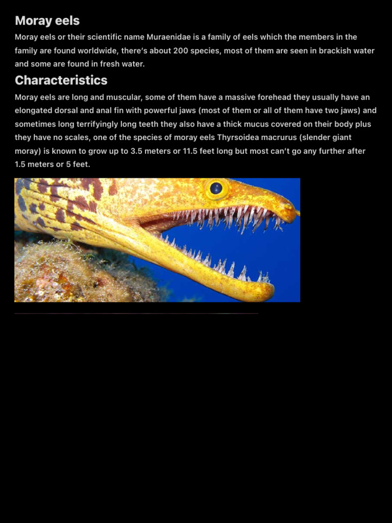 Moray Eels 3 | PDF