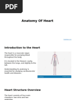 Human Heart Anatomy Overview | PDF | Heart | Heart Valve