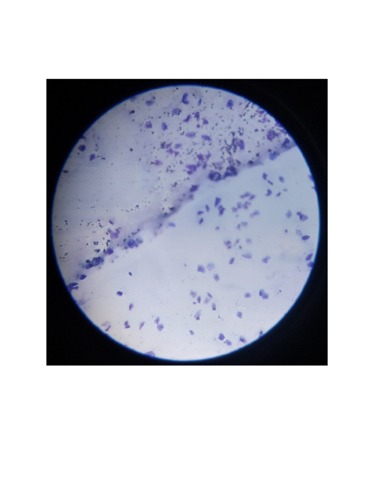 Cheek Cell | PDF