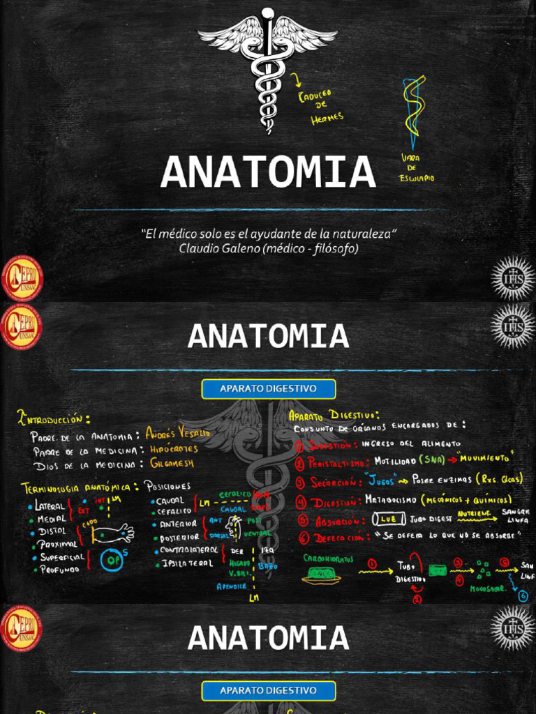 Anatomia 1 | PDF