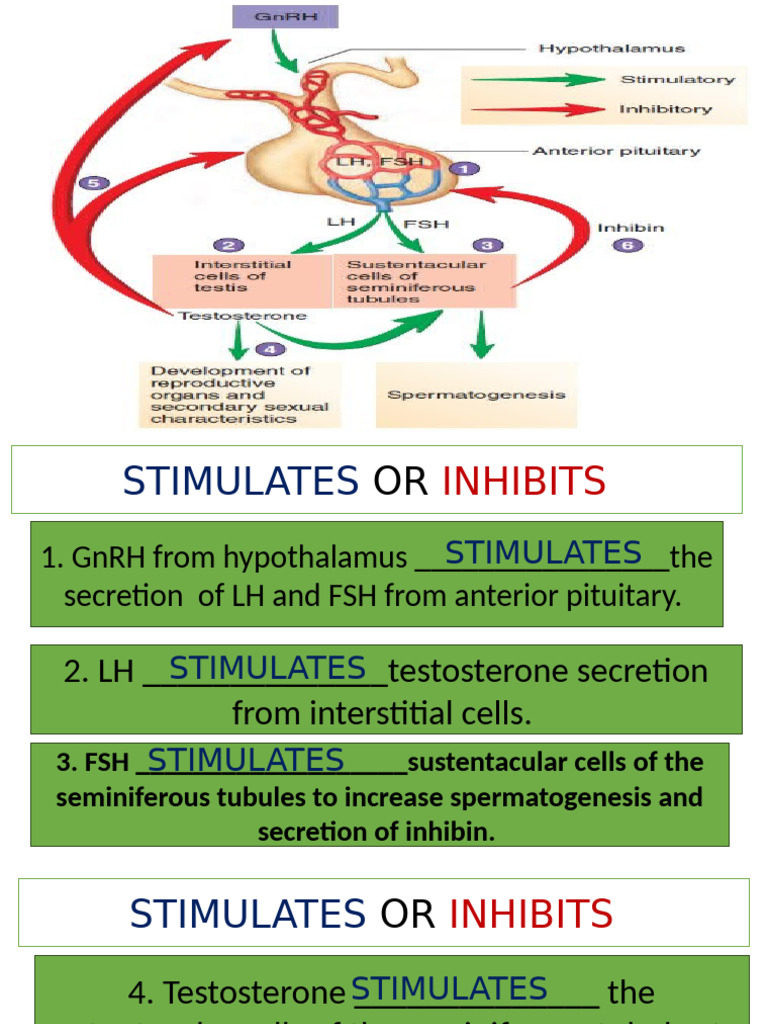 Hormonal Regulation & Menstrual Cycle | PDF | Menstrual Cycle | Female ...