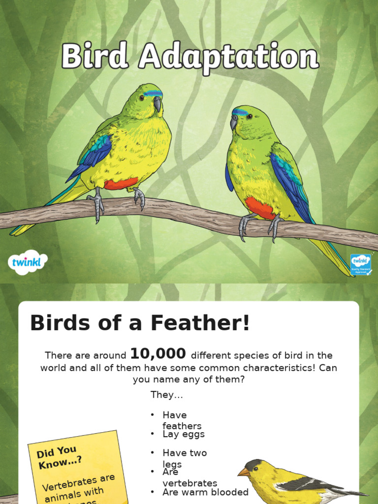 Ni G 1631876001 Bird Adaptations ks2 Powerpoint - Ver - 4 | PDF | Birds ...