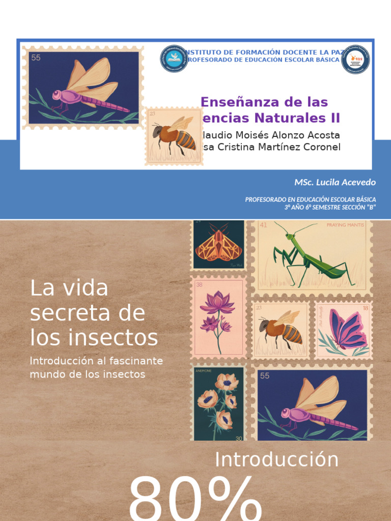 Presentación Insectos | PDF | Insectos | Mosca