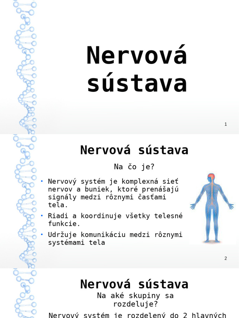 Nervová Sústava | PDF