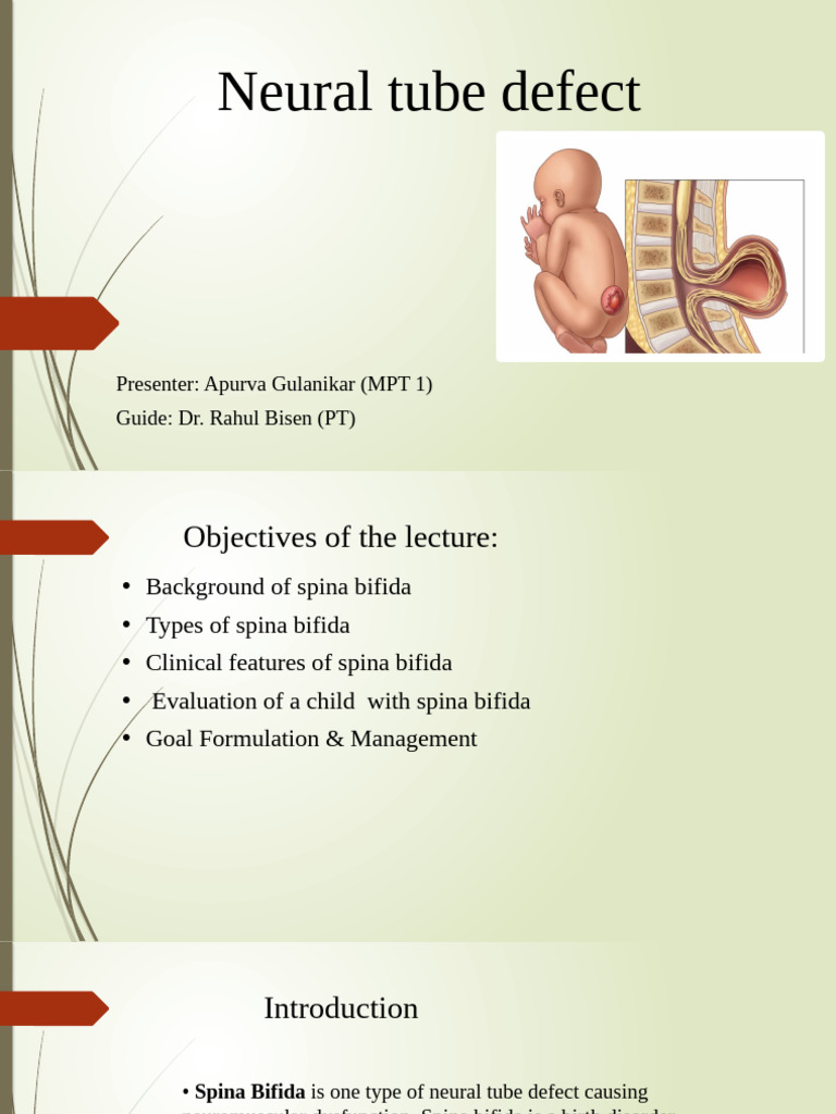 Neural Tube Defects | PDF | Vertebral Column | Vertebra