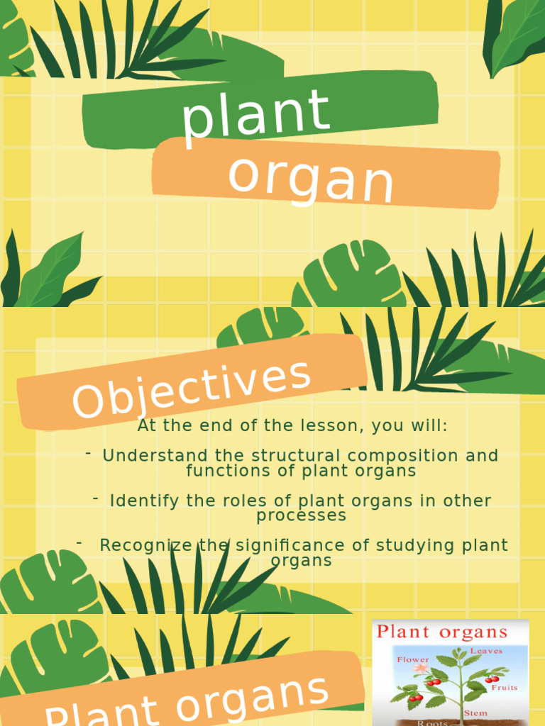 Plant Organ Lesson 1 | PDF | Plant Stem | Leaf