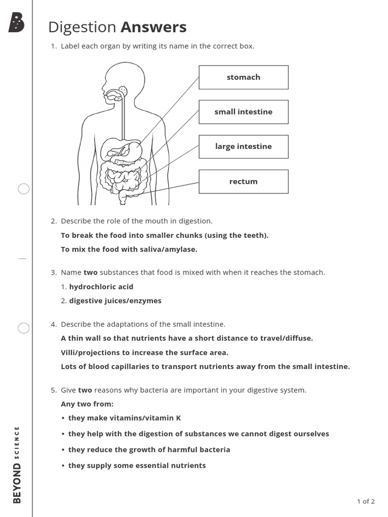 Digestive System Worksheet Answers | PDF