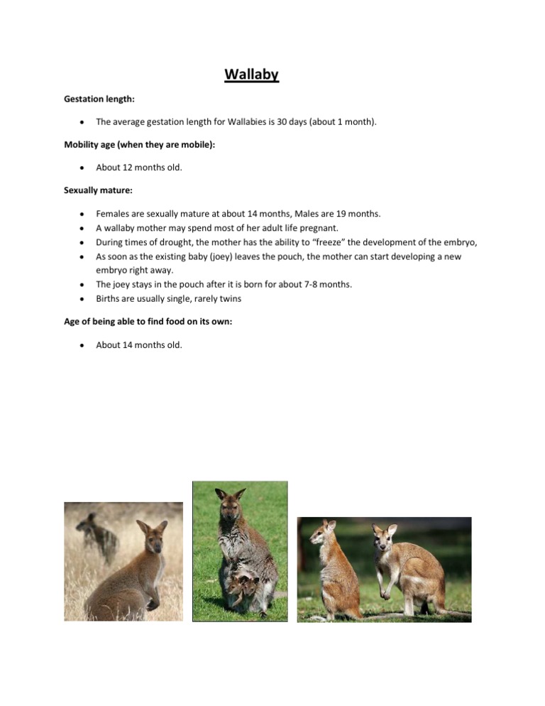 Wallaby | PDF