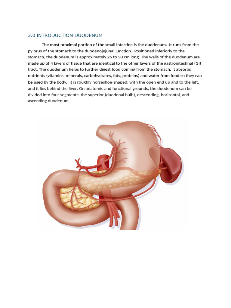 INTRODUCTION DUODENUM j | PDF | Gastrointestinal Tract | Stomach