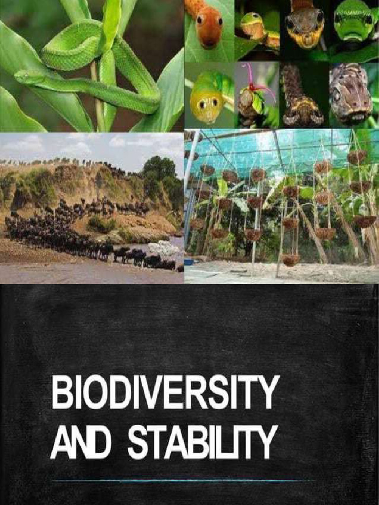 Biodiversity and Stability | PDF