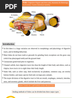 Fish Dissection: Circulatory & Digestive Systems | PDF | Digestion | Fish