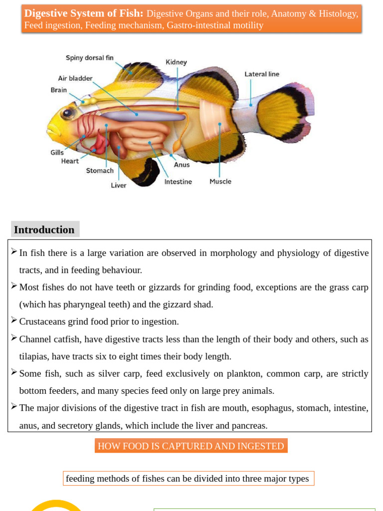 Fish Digestive System Overview | PDF | Mouth | Tooth