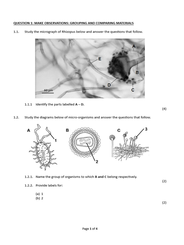 ls-term_1_2025_grade_11_task_1_practical-mycourses | PDF