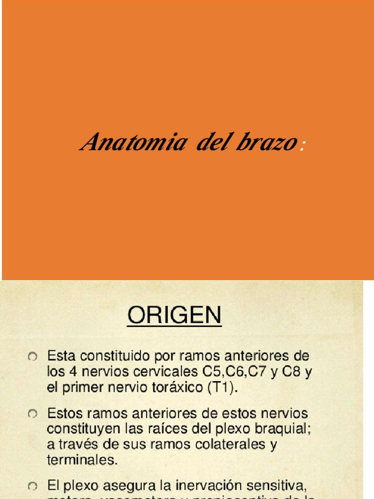 Anatomía del brazo: Estructura y Función | PDF