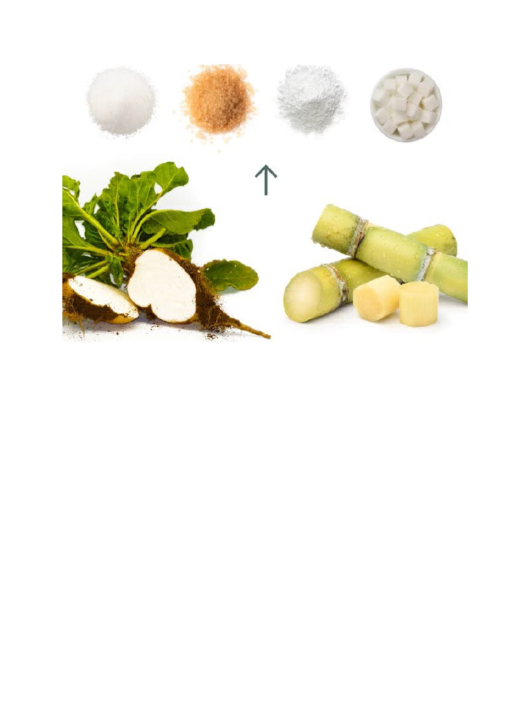 Sugar | PDF