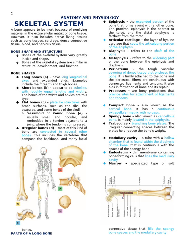 ANAPHY CH7 Skeletal System Reviewer | PDF | Vertebra | Pelvis