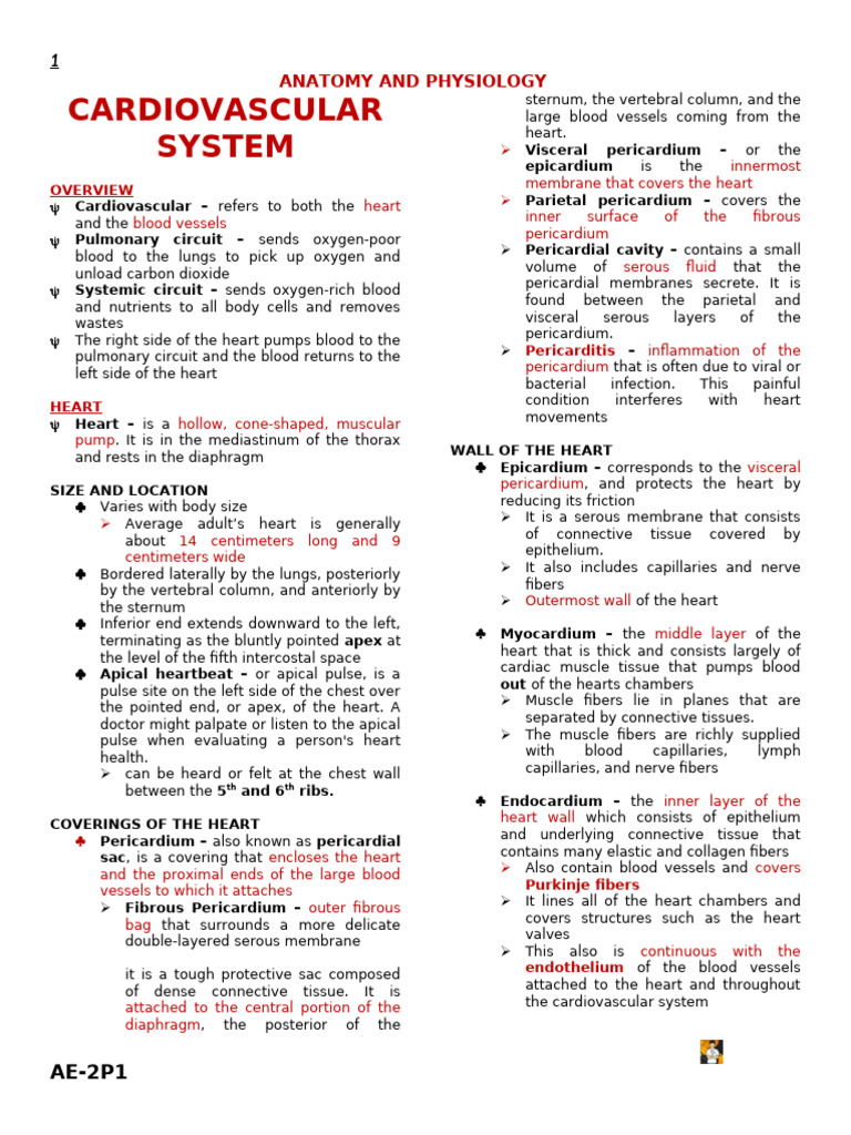 ANAPHY CH13 Cardiovascular System | PDF | Heart Valve | Heart