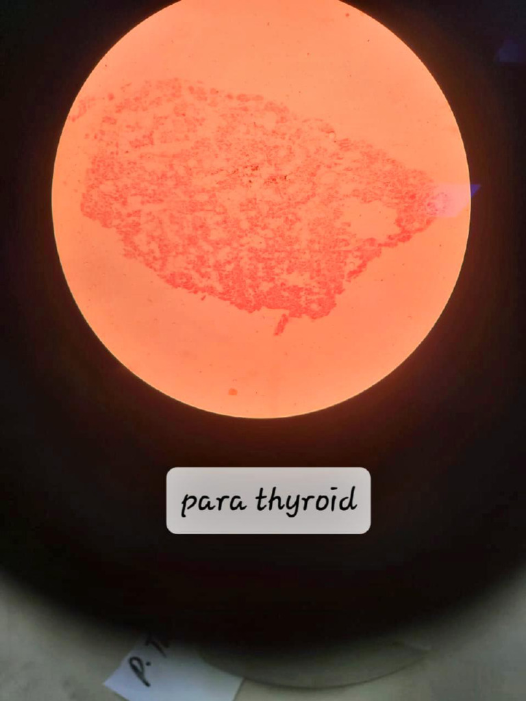 New Histo Block 5 | PDF