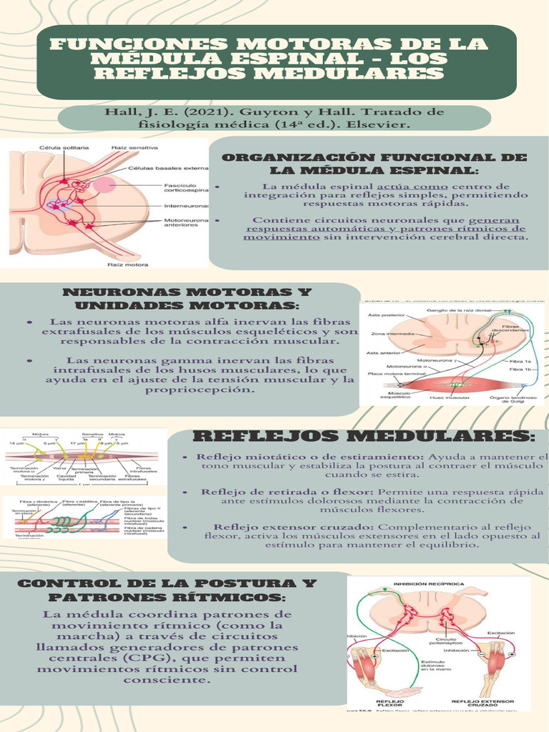 Funciones Motoras de La Médula Espinal - Los Reflejos Medulares - 20241111 - 100033 - 0000 | PDF