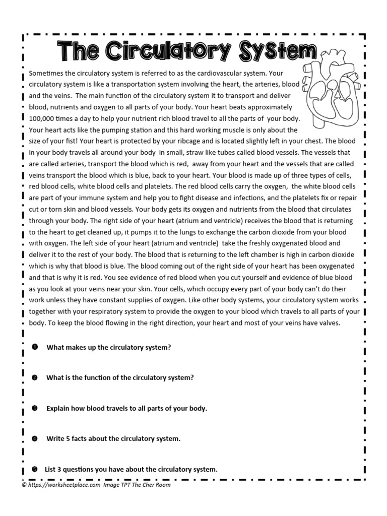 Understanding the Circulatory System | PDF | Circulatory System | Heart